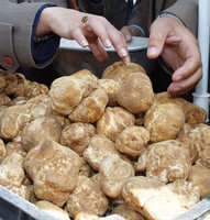 Et si on préparait des Terfas poêlés ' ALGERIE - ACTUALITES Revue ...