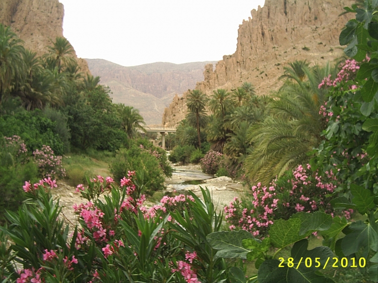 Les gorges d' El kantara Paysages ALGERIE | Vitaminedz