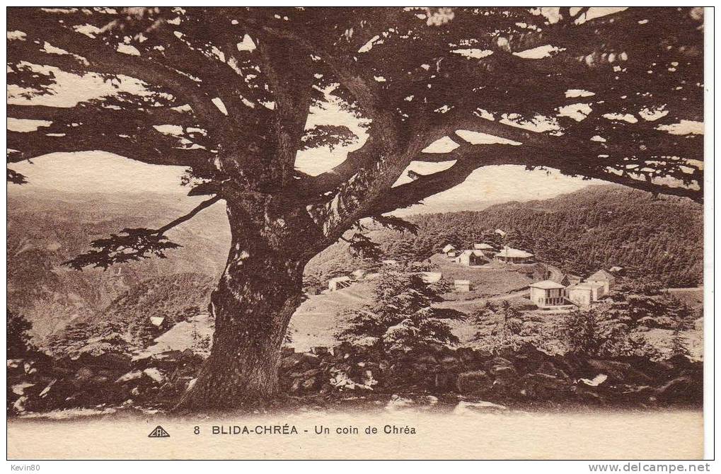 ALGERIE BLIDA CHREA Un coin de Chréa ALGERIE | vitaminedz