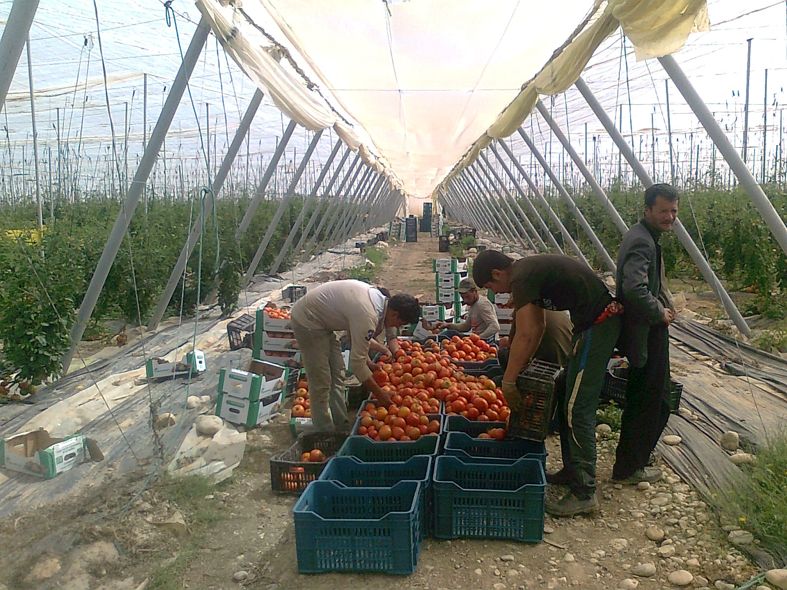 Culture de tomate sous serre muti chappelle Mziraa 2014 | vitaminedz.com