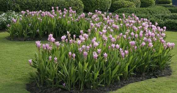 Fleur d’été le curcuma | vitaminedz